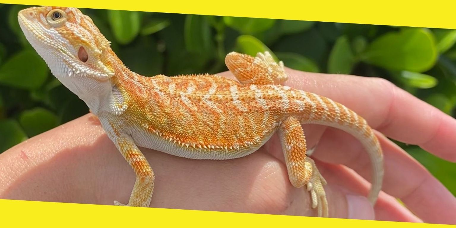 How Much Does A Pet Lizard Cost How Much Does A Pet Lizard Cost